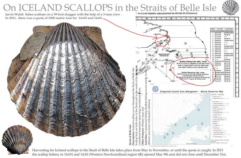 On Iceland Scallops in the Straits of Belle Isle › Towards an ...